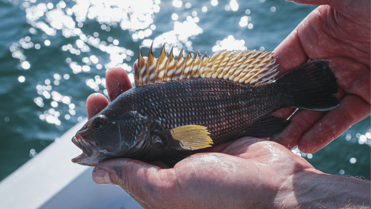 Best Barometric Pressure for Fishing: Ultimate Guide for Anglers