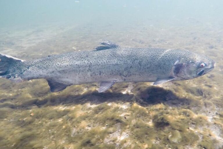 Fishing in Cold Weather: Techniques, Gear, & Tips for Success