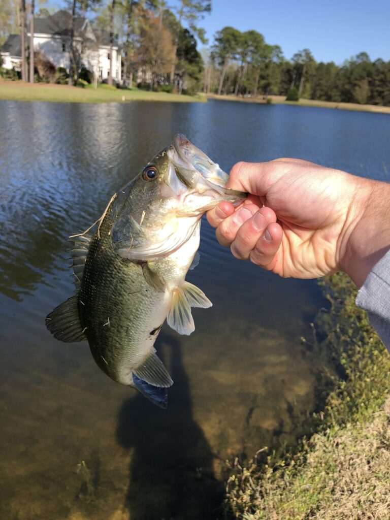 The Best Freshwater Bait for Successful Fishing | Expert Guide