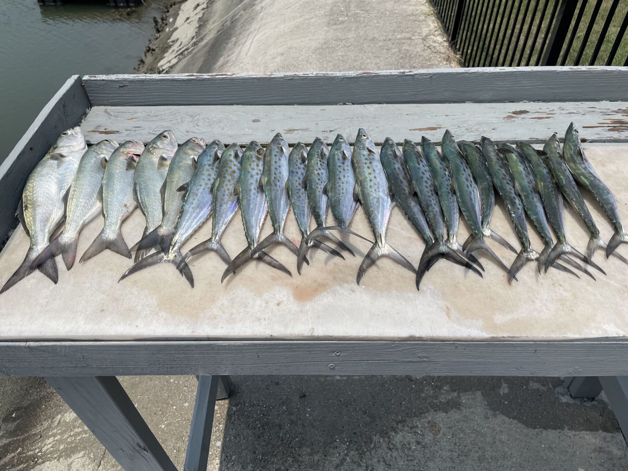 Spanish Mackerel Fishing: Expert Tips & Techniques