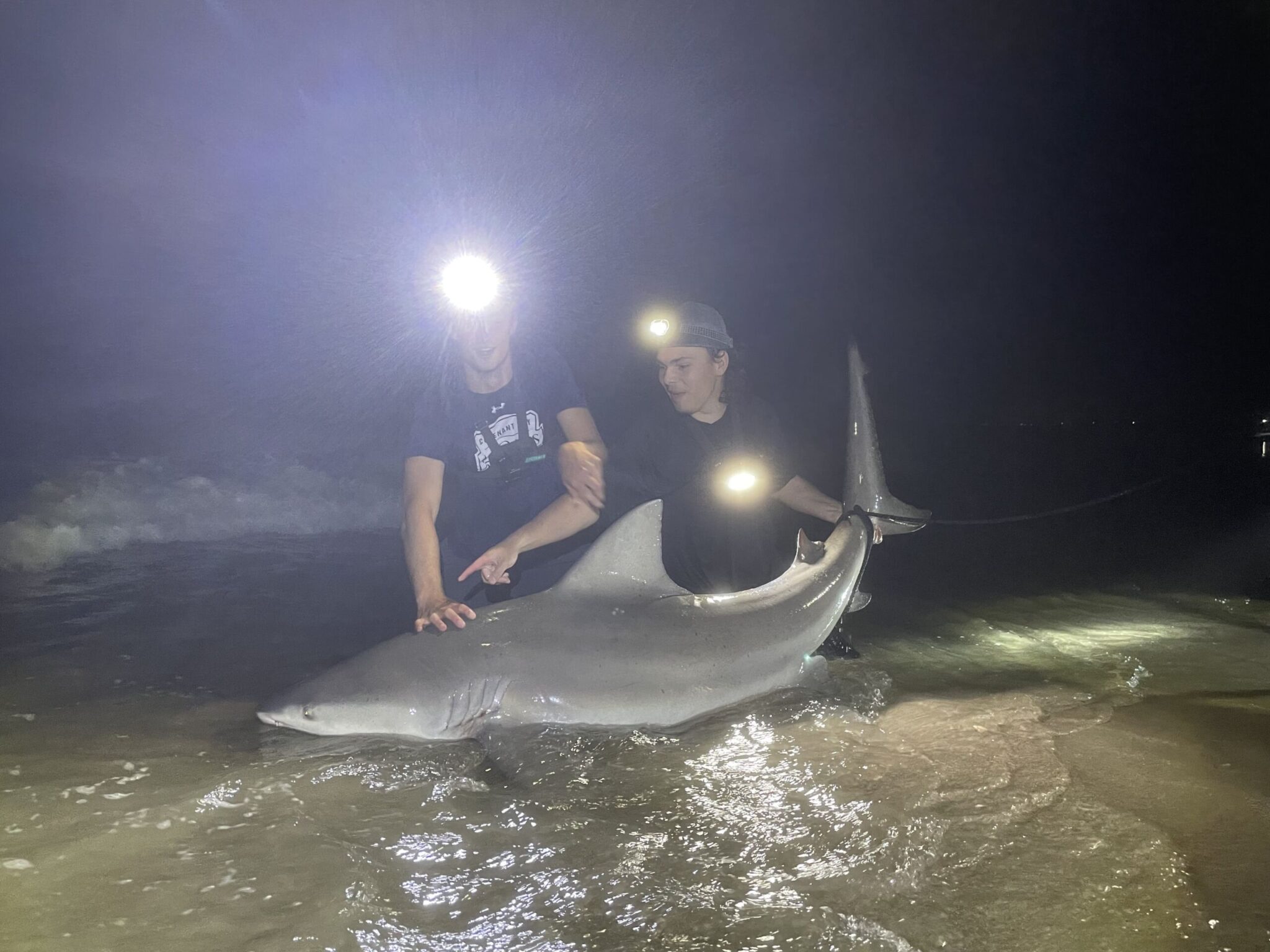 Shark Fishing: Guide for Catching Sharks from the Beach