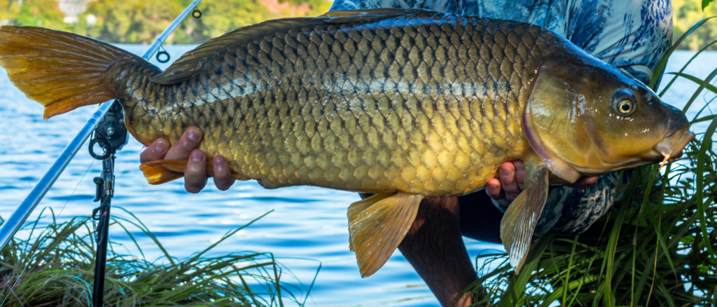 How to Catch Carp: Ultimate Guide, Tips & Techniques