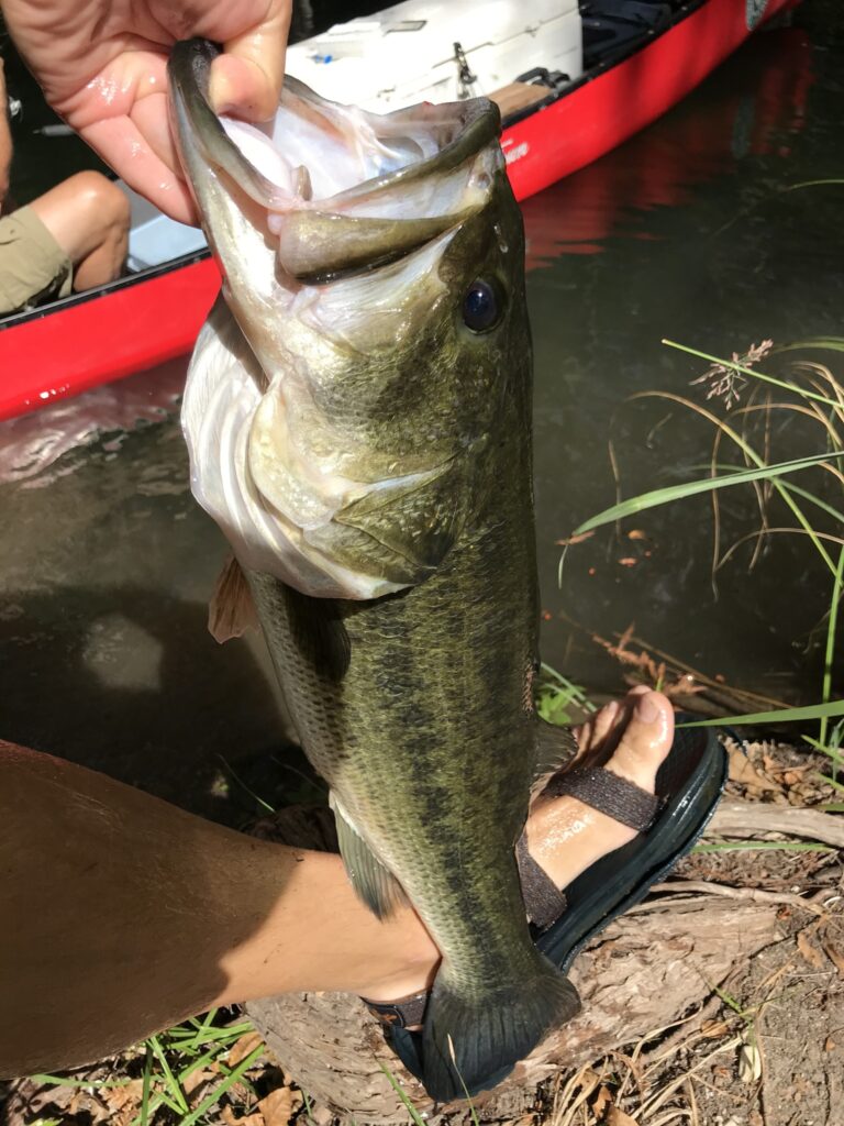 Largemouth Bass Season: When to Fish, Biting, & Spawning Guide