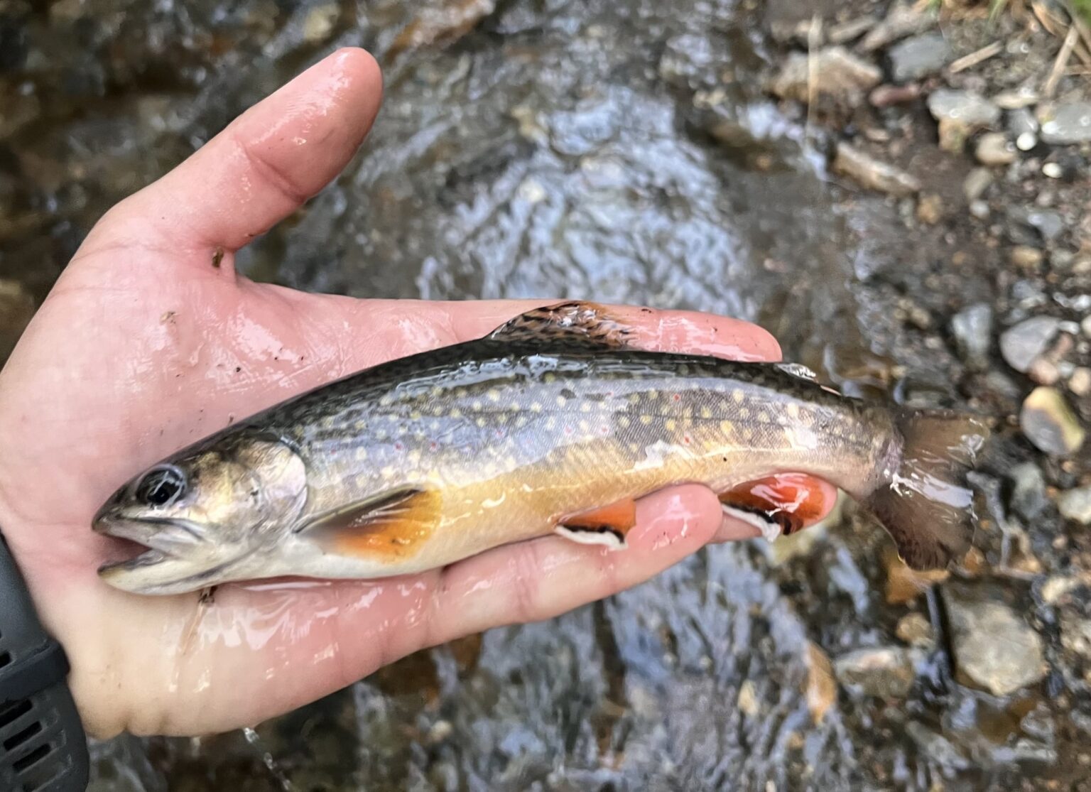 Ultimate Guide to Trout Fishing Setups: Gear, Rigs, and Baits