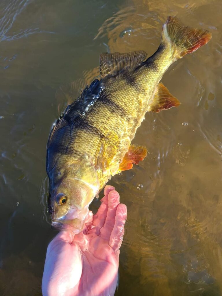 Fishing Season in Michigan: When to Catch Walleye, Bass, Trout, and More