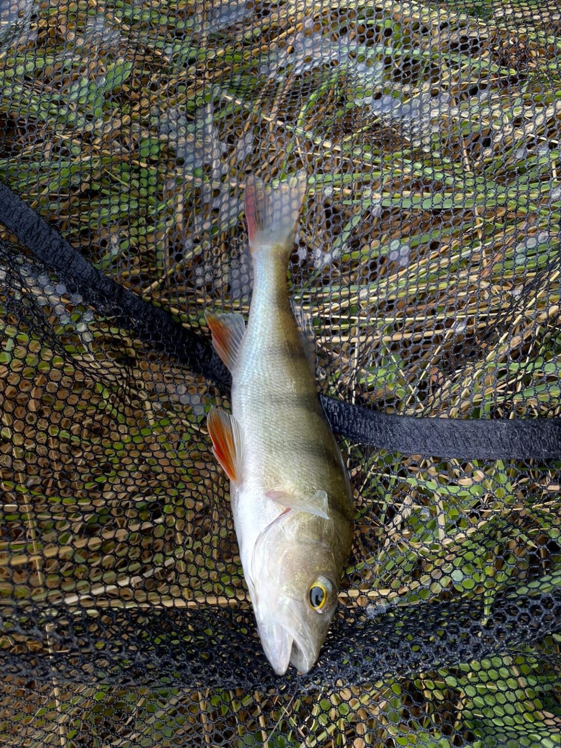 Fishing Season in Michigan: When to Catch Walleye, Bass, Trout, and More