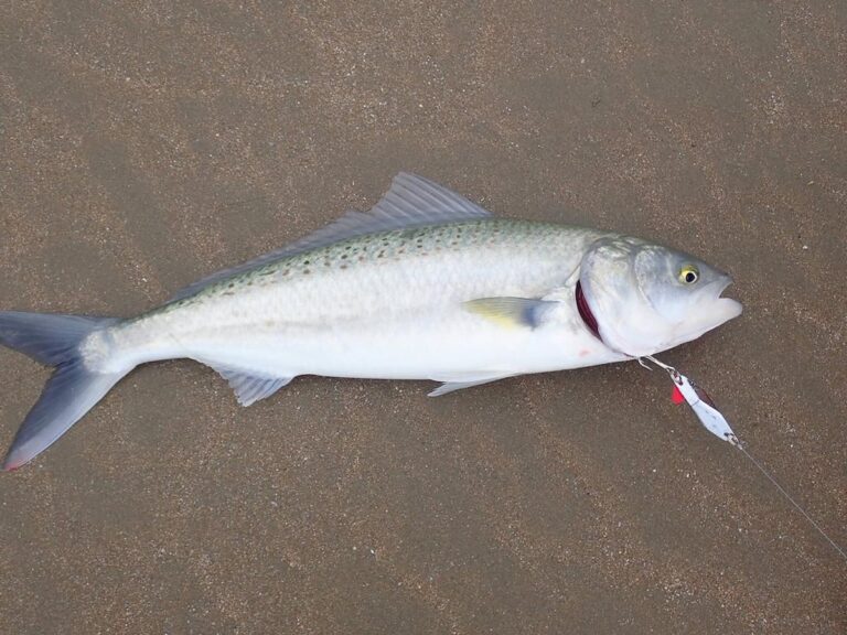 Fishing in South Australia: Best Spots & Species Guide