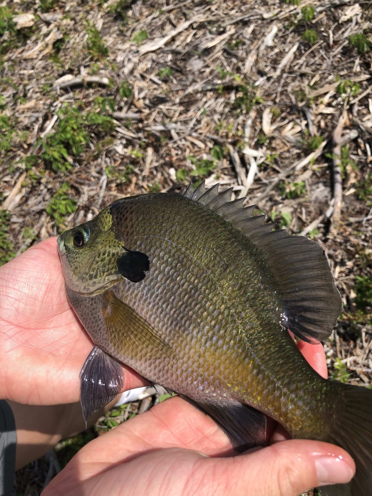 How to Catch Bluegill: Best Time, Gear, and Pro Tips