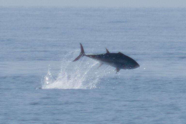 Top 6 Fastest Fish in the Ocean – Speed & Records