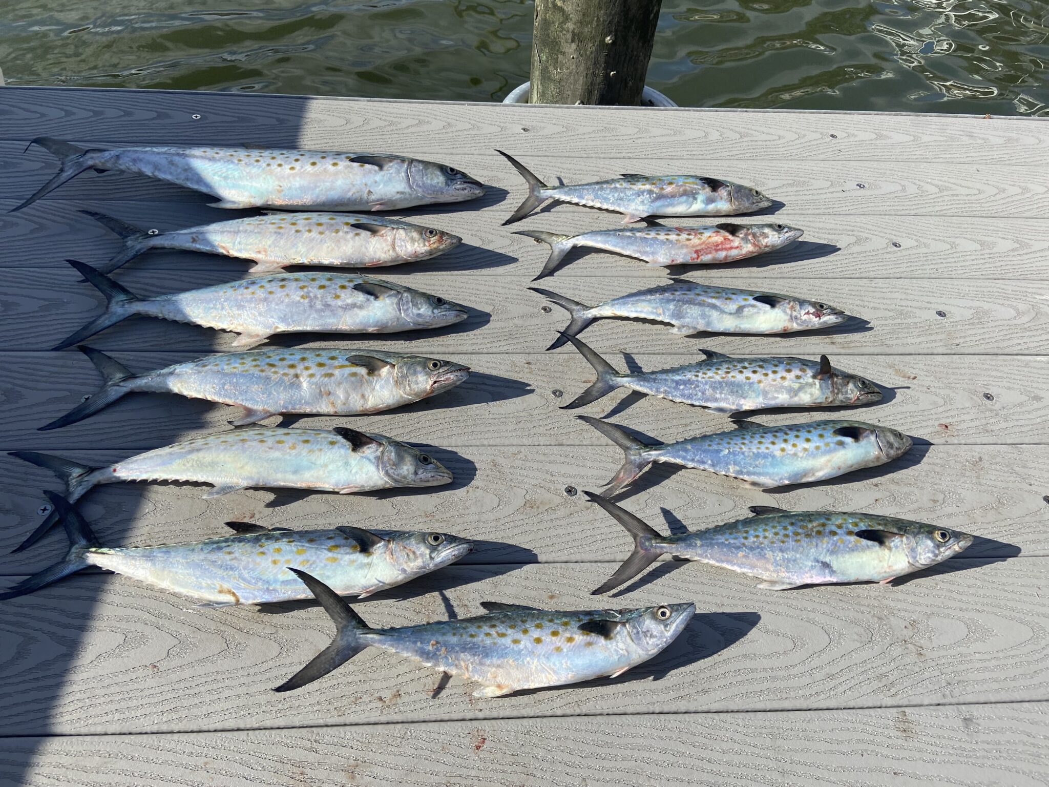 Best Spanish Mackerel Lures: Expert Tips & Picks